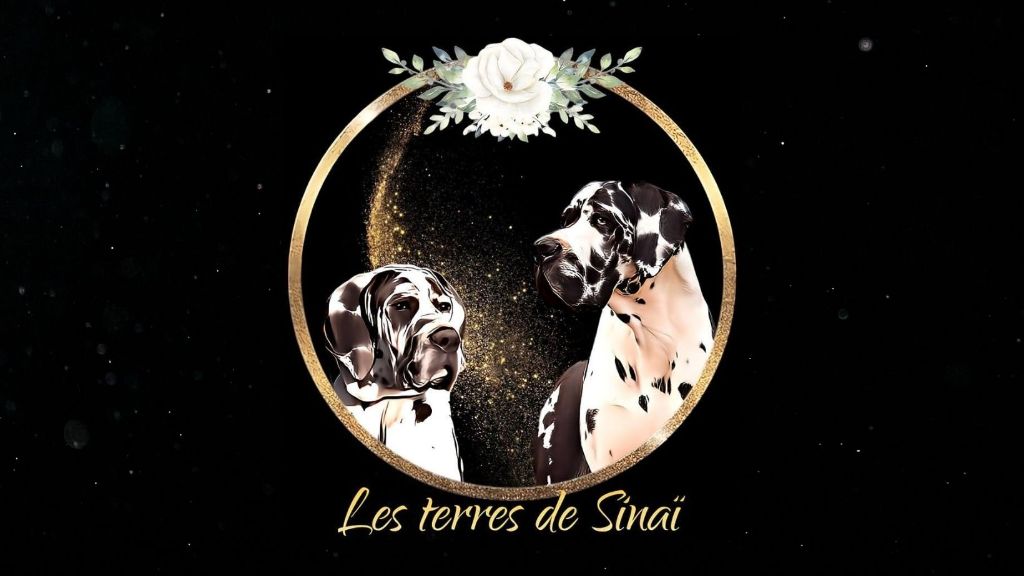 Accueil - Elevage Les Terres De Sinaï - eleveur de chiens Dogue allemand
